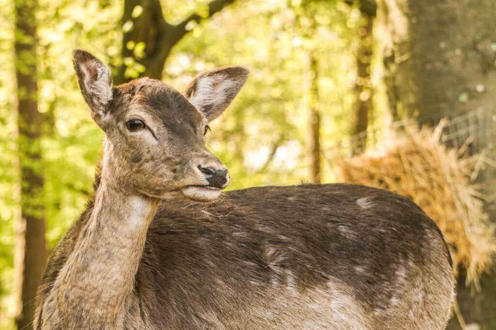 Great Things To Do In The New Forest